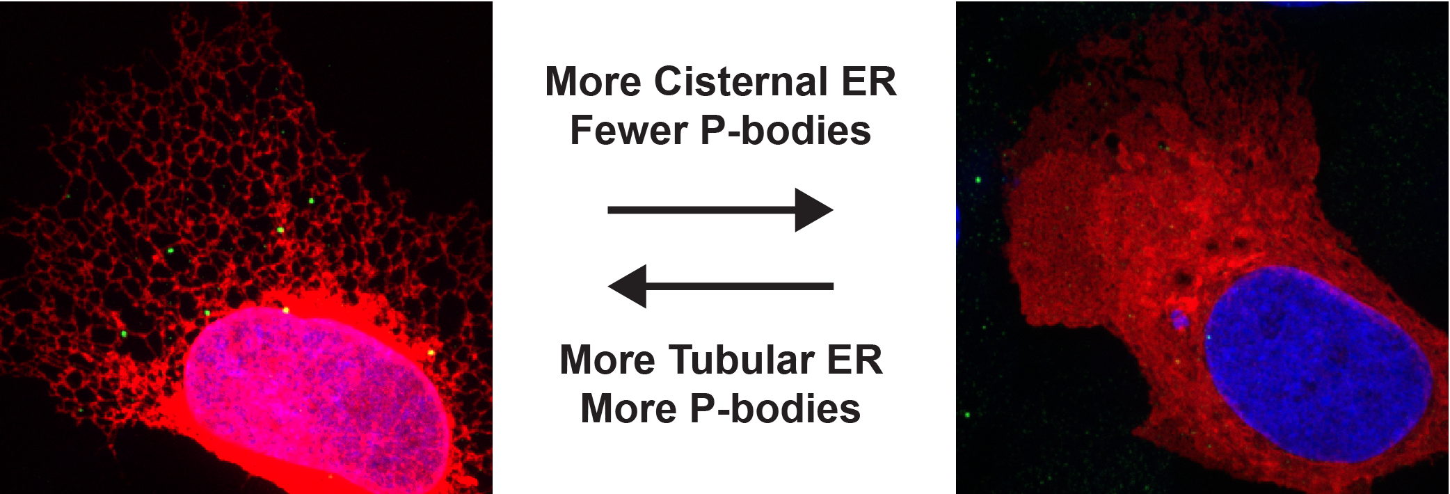 Research – J. Lee Lab