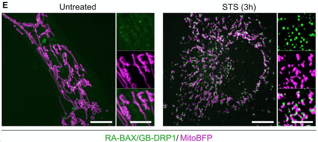 Resolving Bax-Drp1 interactions during apoptosis published in EMBOJ ...